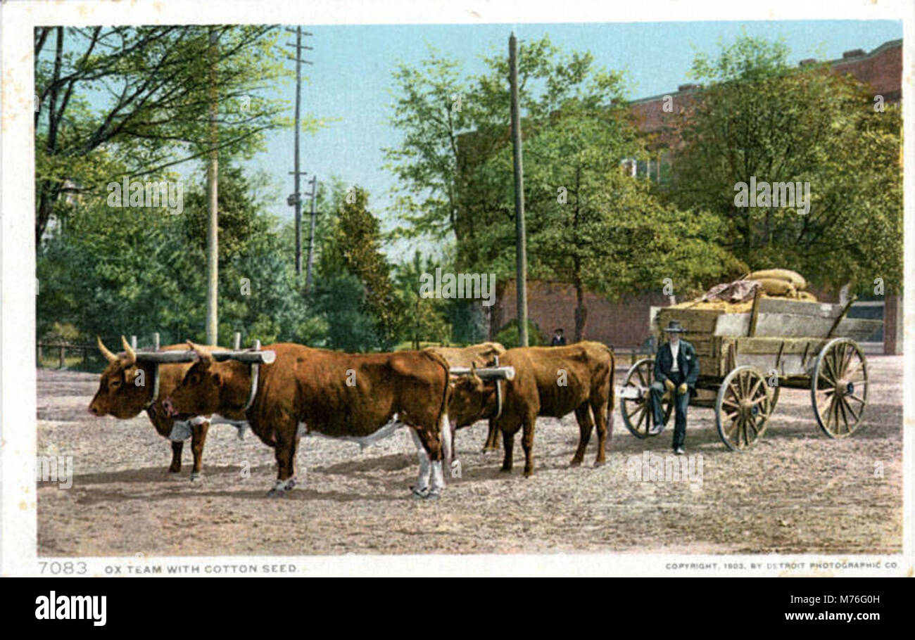 This image shows an ox team transporting cotton seed, a common sight in ...