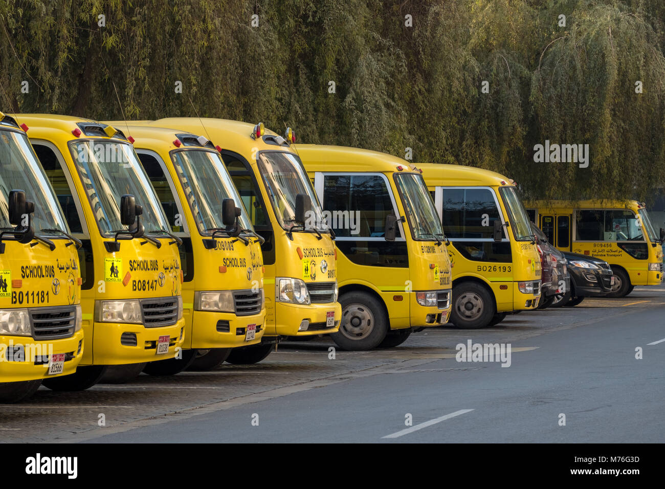 Abu Dhabi, UAE Yellow School Buses Parked under the trees Stock Photo ...