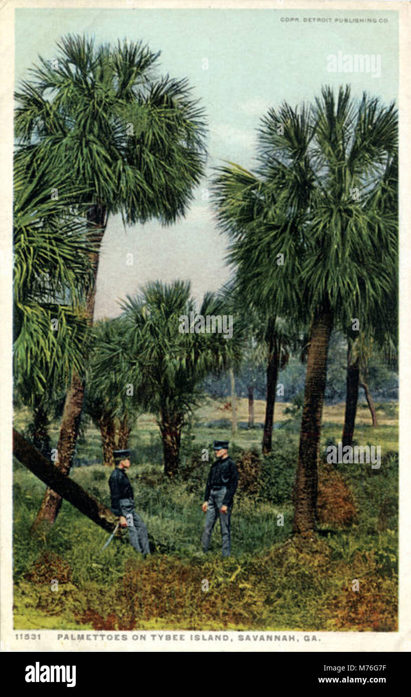 Palmettoes on Tybee Island (NBY 5006 Stock Photo - Alamy