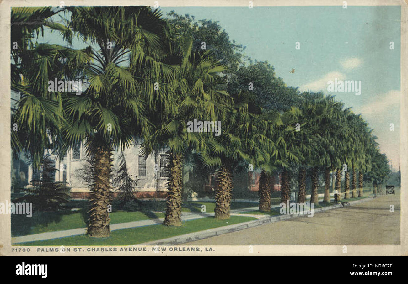 A view of palm trees lining St. Charles Avenue, one of New Orleans' iconic streets, known for ...