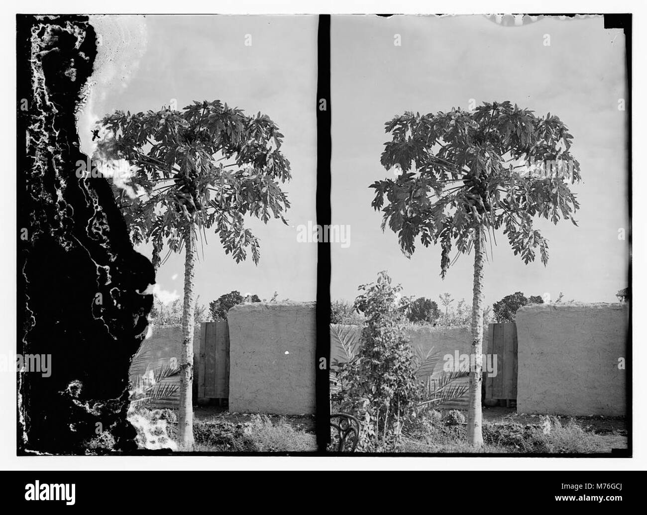 A photograph of a Papia tree in Jericho, likely highlighting the ...