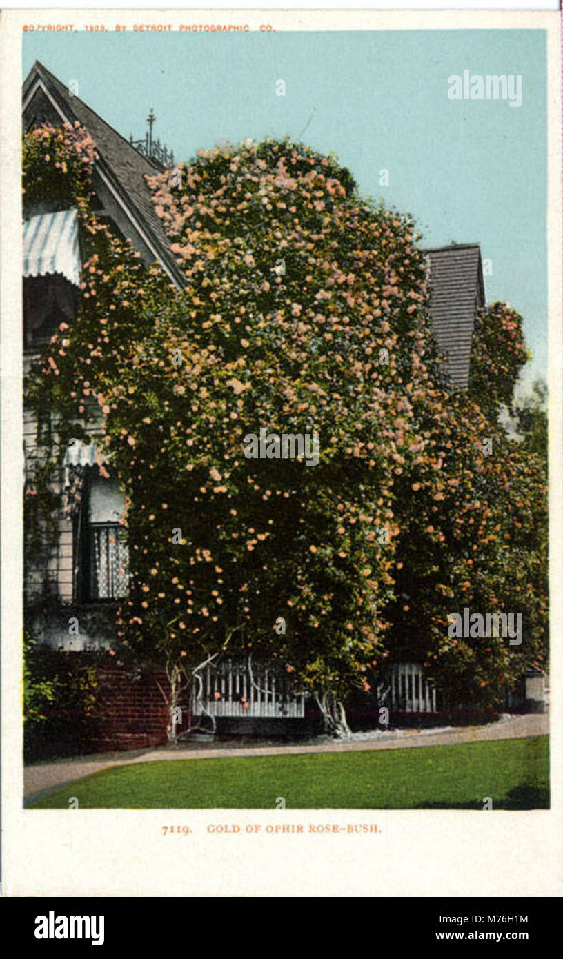 Ophir gold hi-res stock photography and images - Alamy