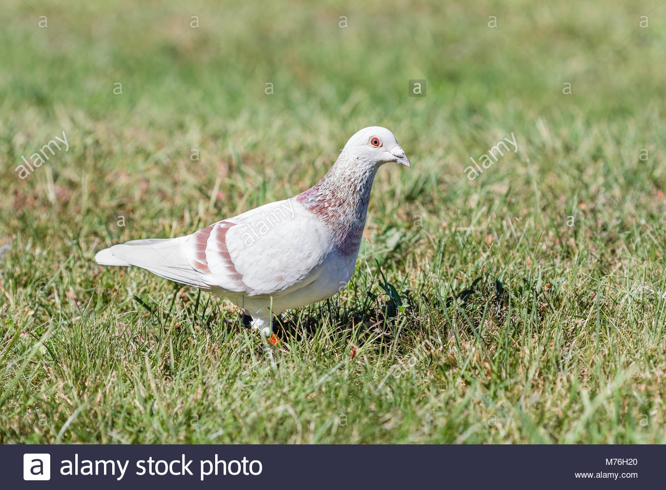 Racing Homer Stock Photos & Racing Homer Stock Images - Alamy