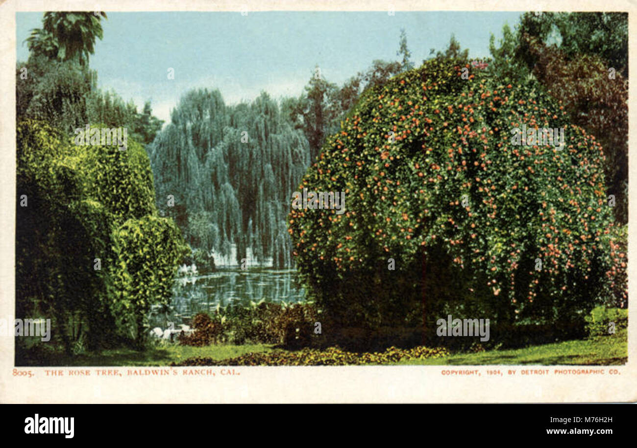 An image of the Rose Tree at Baldwin's Ranch in Pasadena, California ...