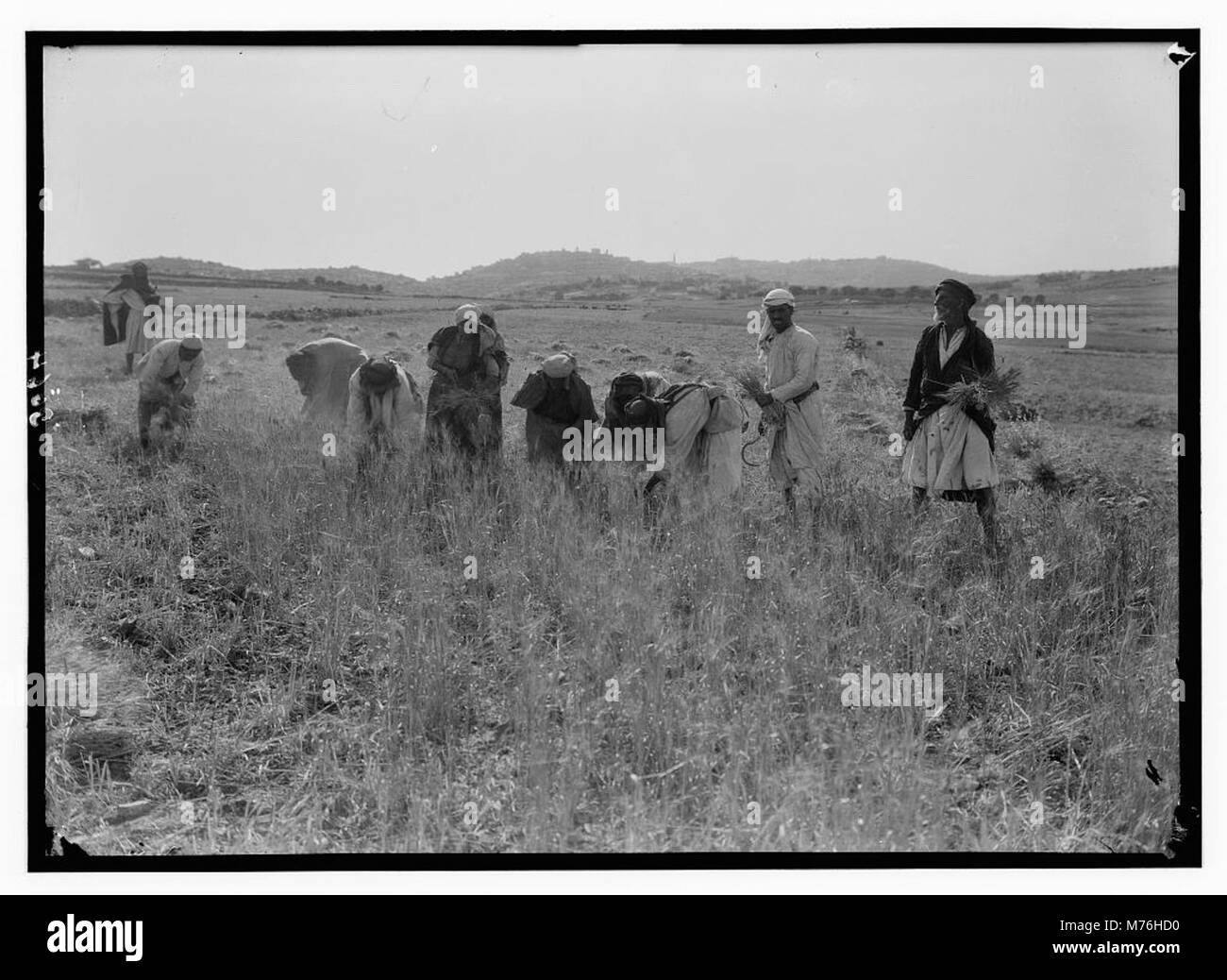 A historical photograph showing people harvesting crops in a field ...