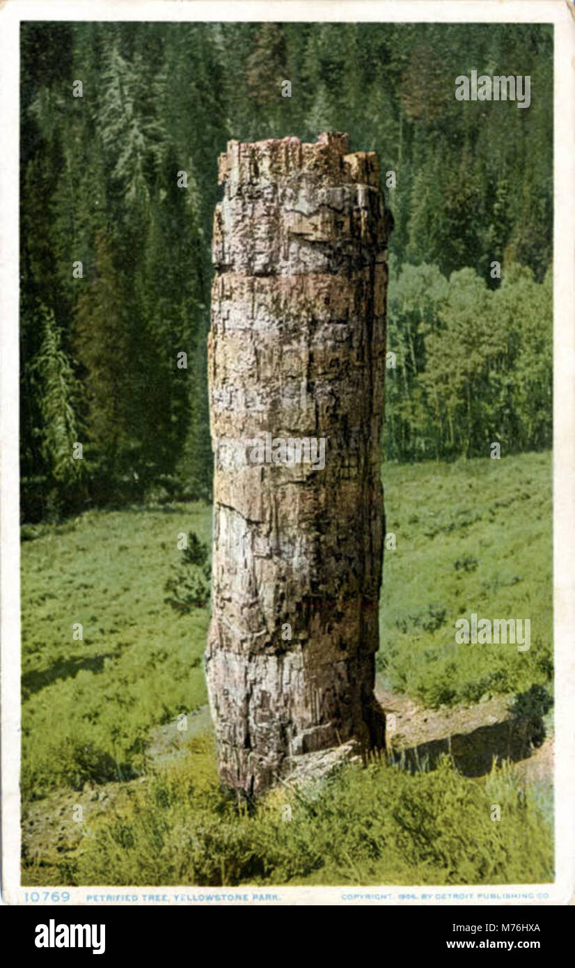 This photograph shows a petrified tree in Yellowstone Park, one of the ...