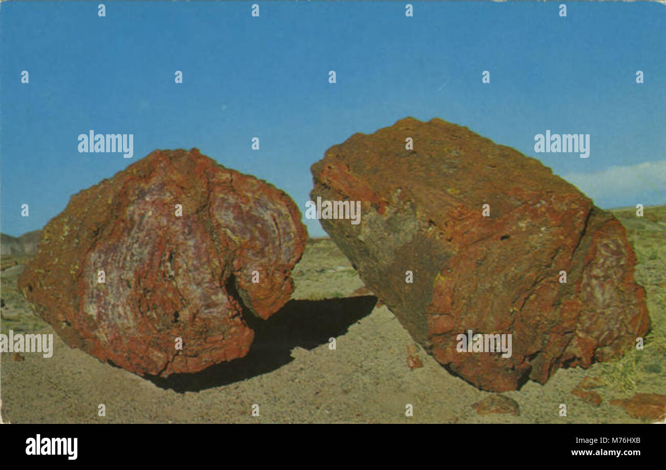 Petrified wood is a fossilized remains of ancient trees, where organic ...