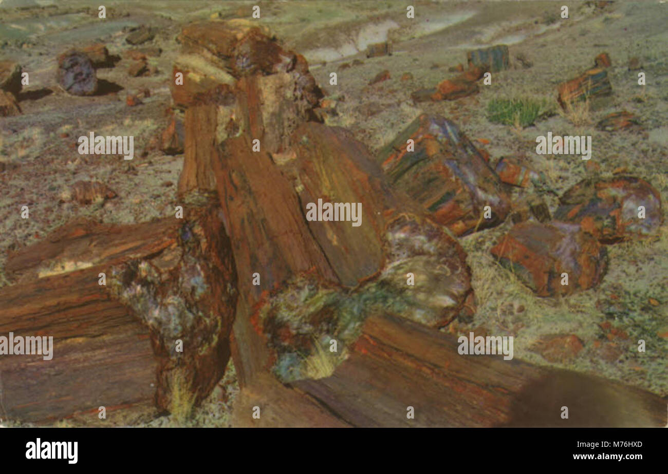 Petrified fossilization fossil fossils hi-res stock photography and ...