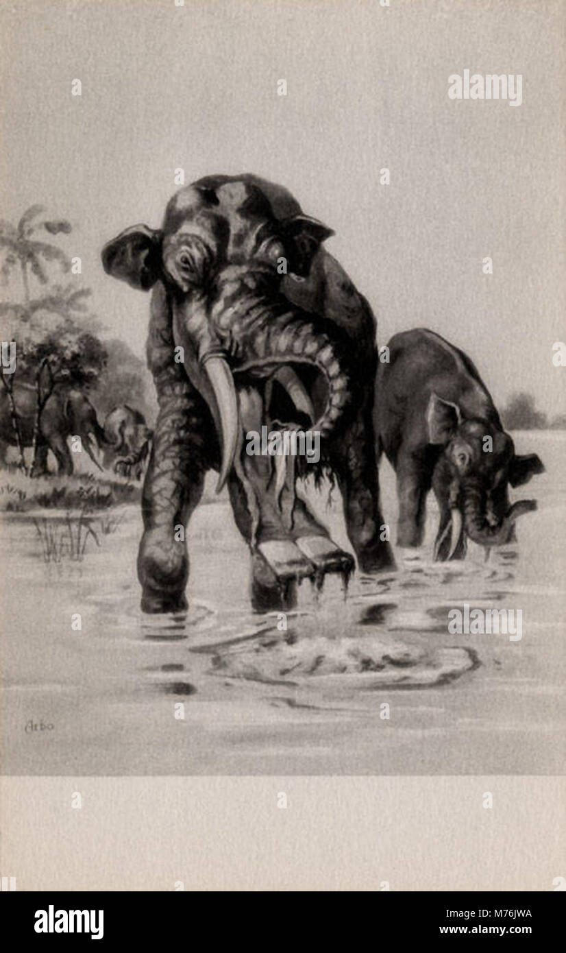 Platybelodon hi-res stock photography and images - Alamy