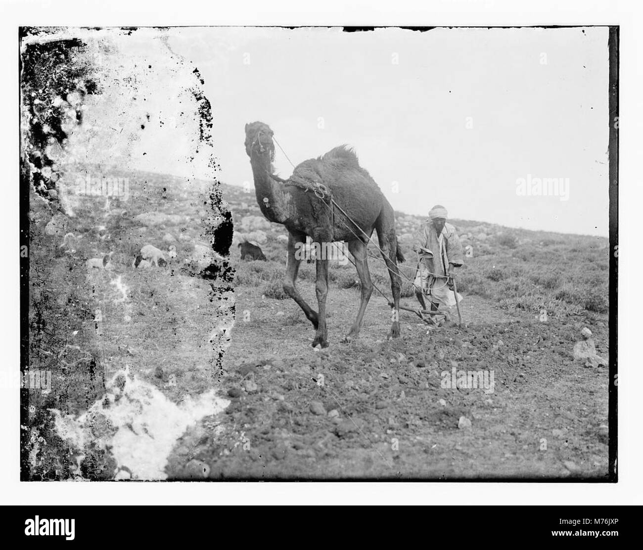 This photograph captures a camel used for plowing, demonstrating a ...