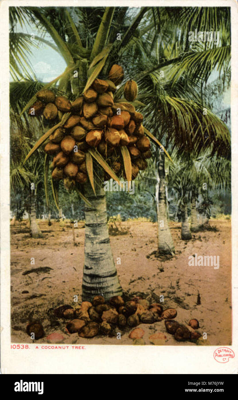 Cocoanut tree hi-res stock photography and images - Alamy