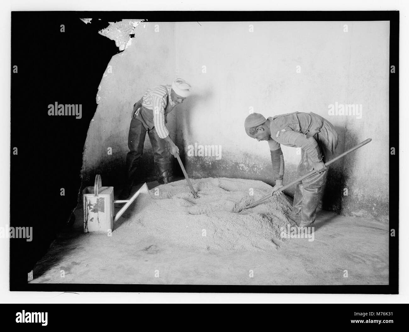 An agricultural illustration showing the process of poisoning food to ...
