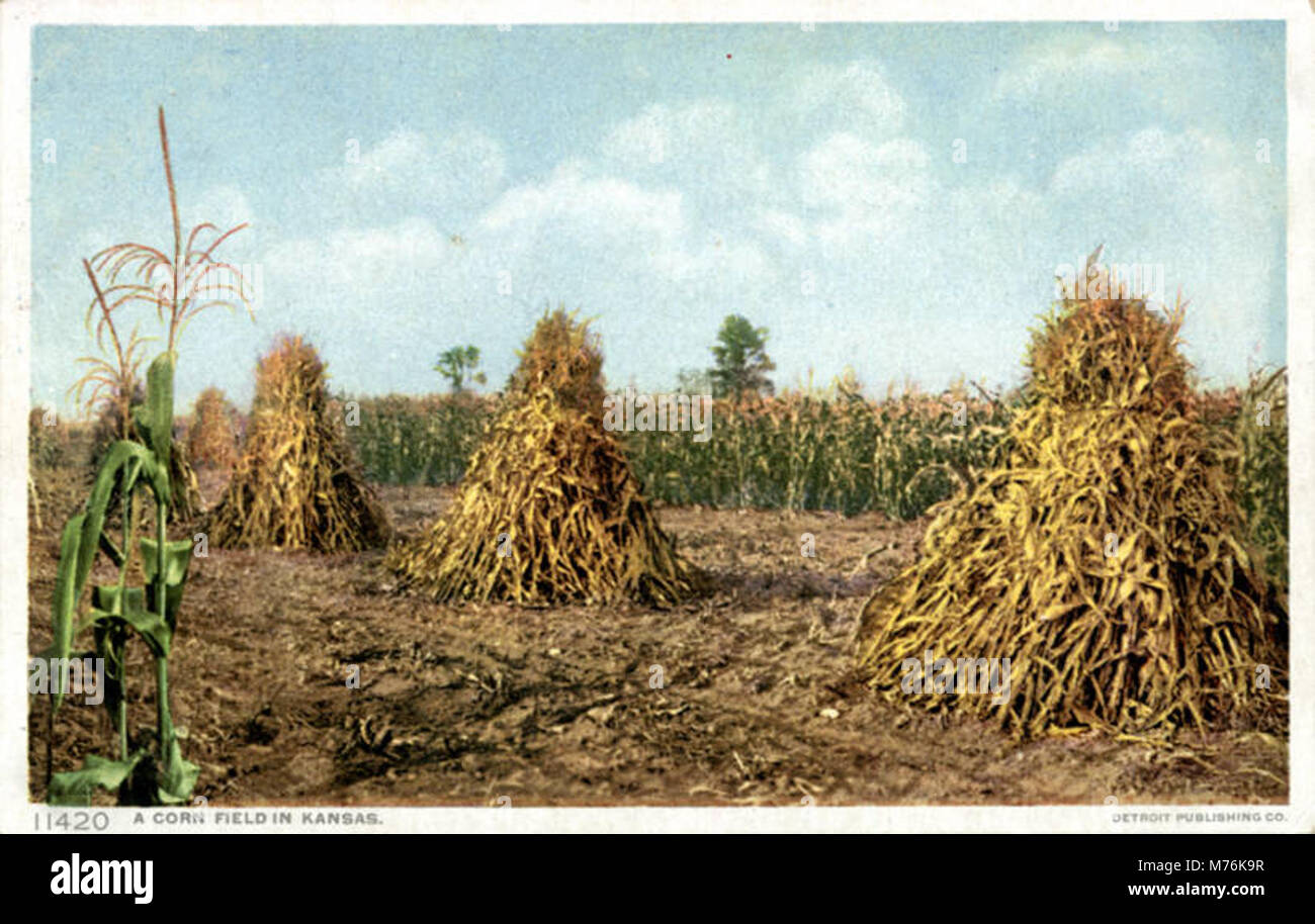 A photograph of a corn field in Kansas, highlighting the state's ...