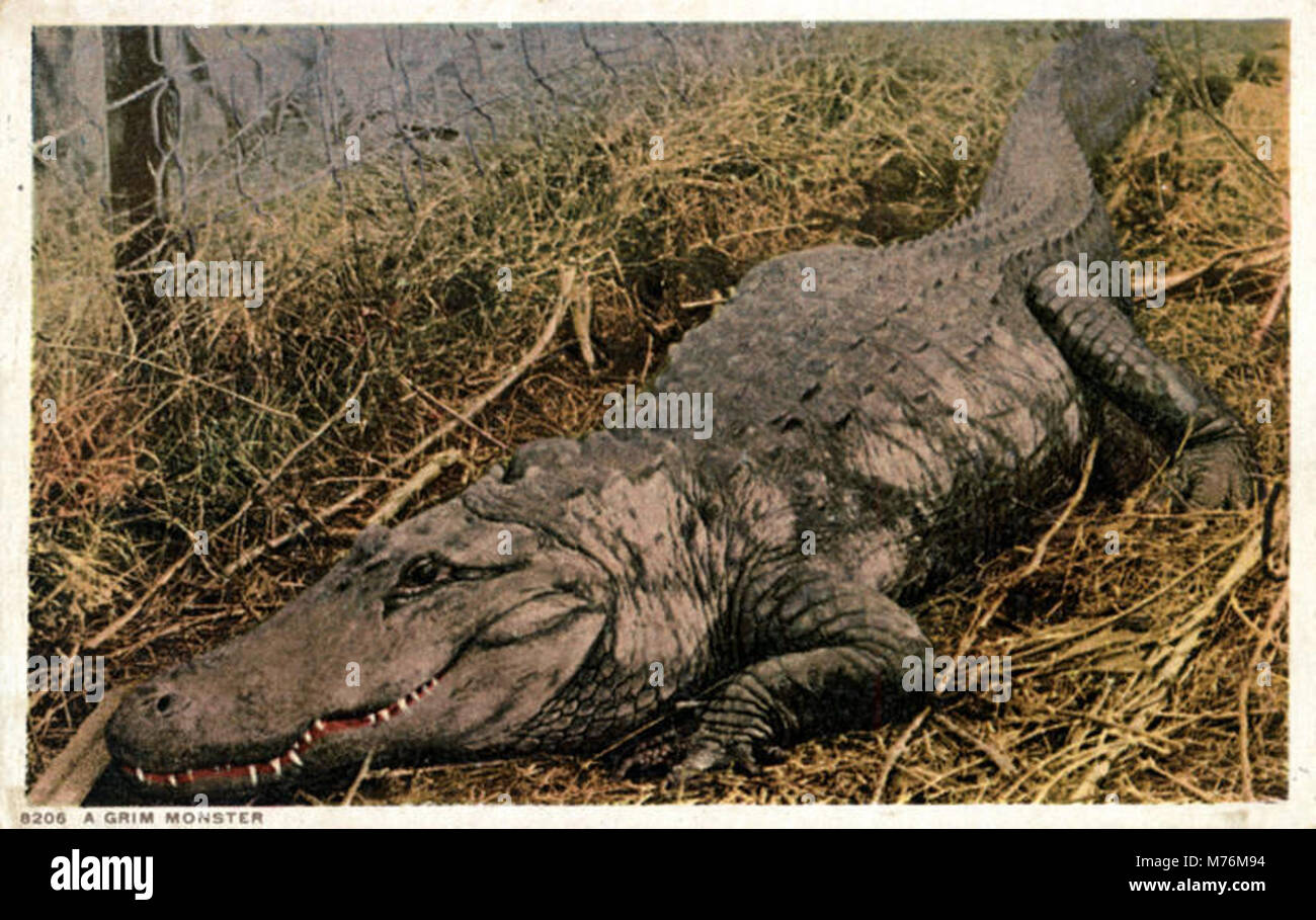 Alligator characteristics hi-res stock photography and images - Alamy