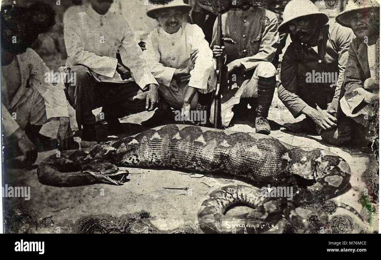 This image captures a dramatic scene where a python or boa constrictor ...