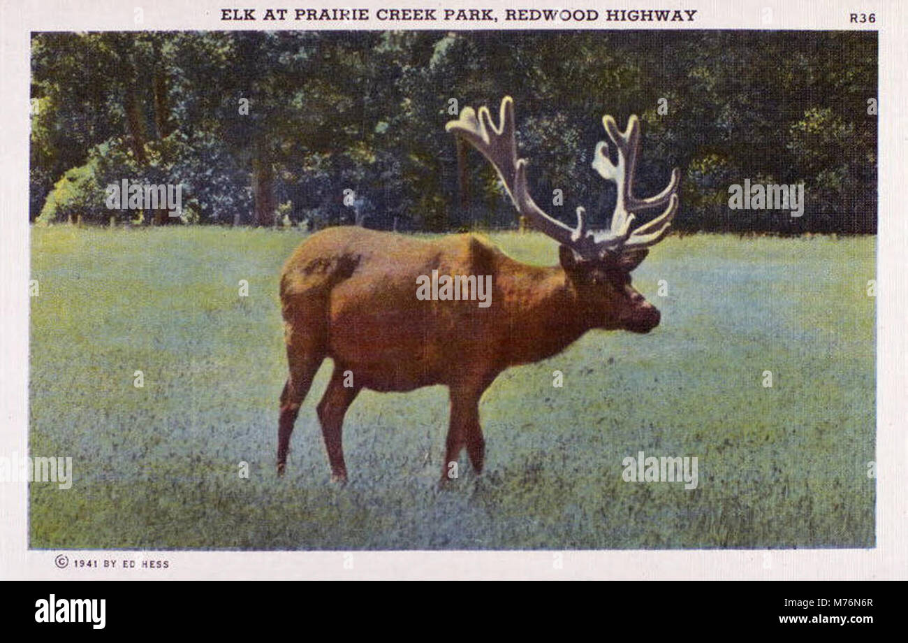 A scenic view along the Redwood Highway in California, featuring elk at ...