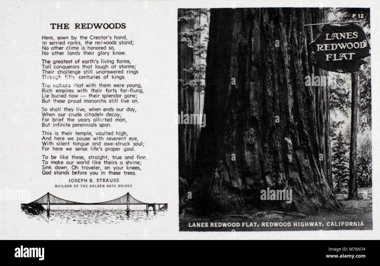 A scenic view of the Redwood Highway in California, showing the lanes ...