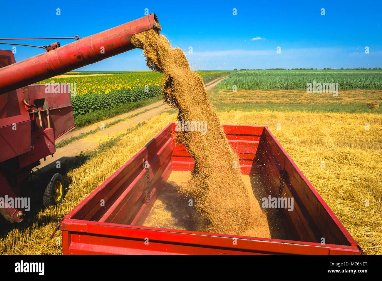 View of a red combine harvester unloading wheat grain into a red ...