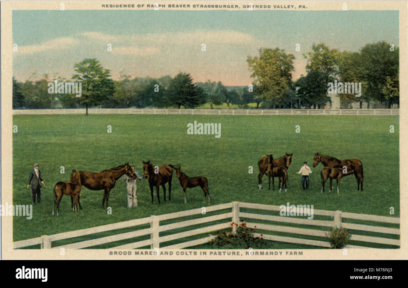 The residence of Ralph Beaver Strassburger, showcasing brood mares and ...