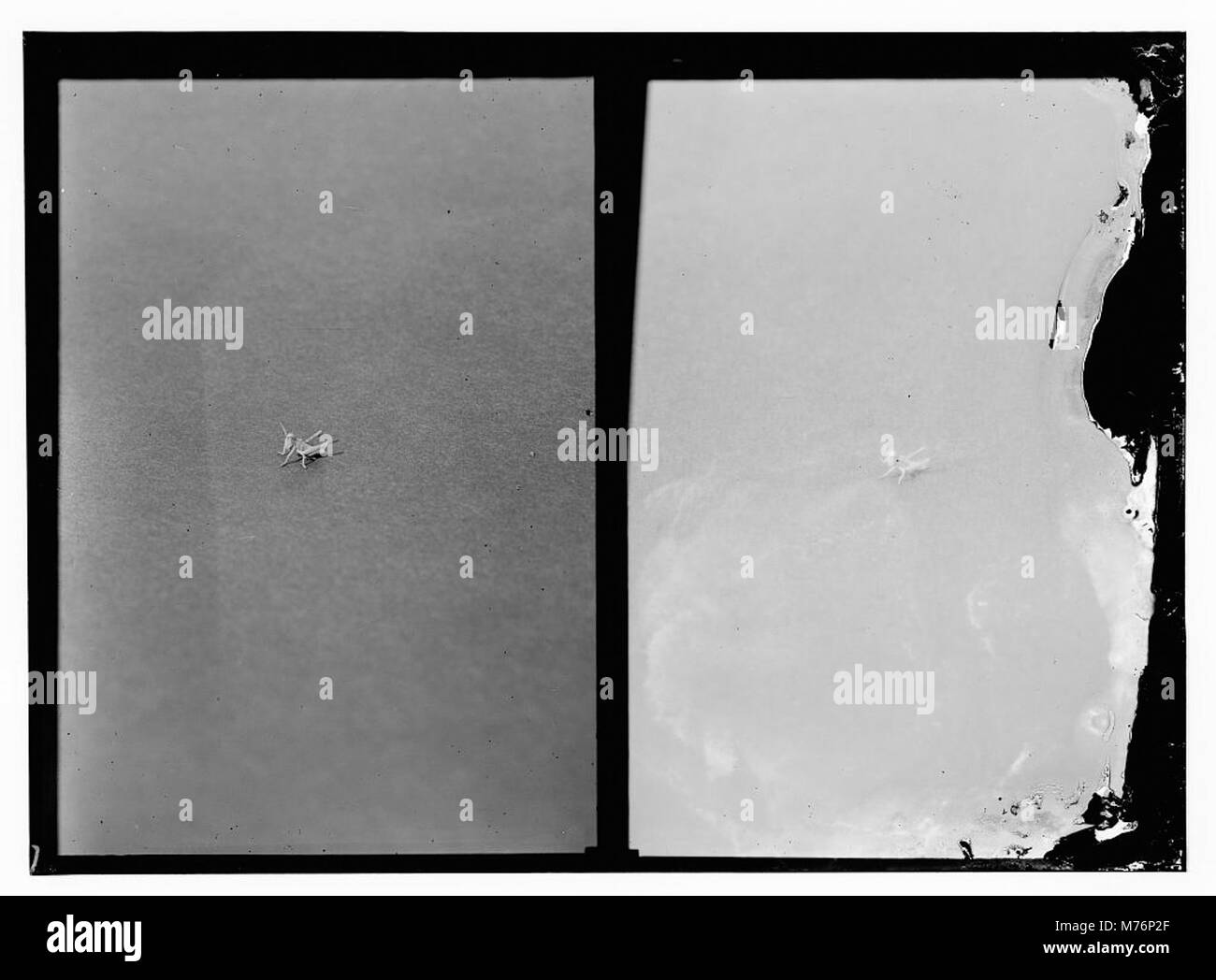 A close-up of a locust, illustrating its physical features, including ...
