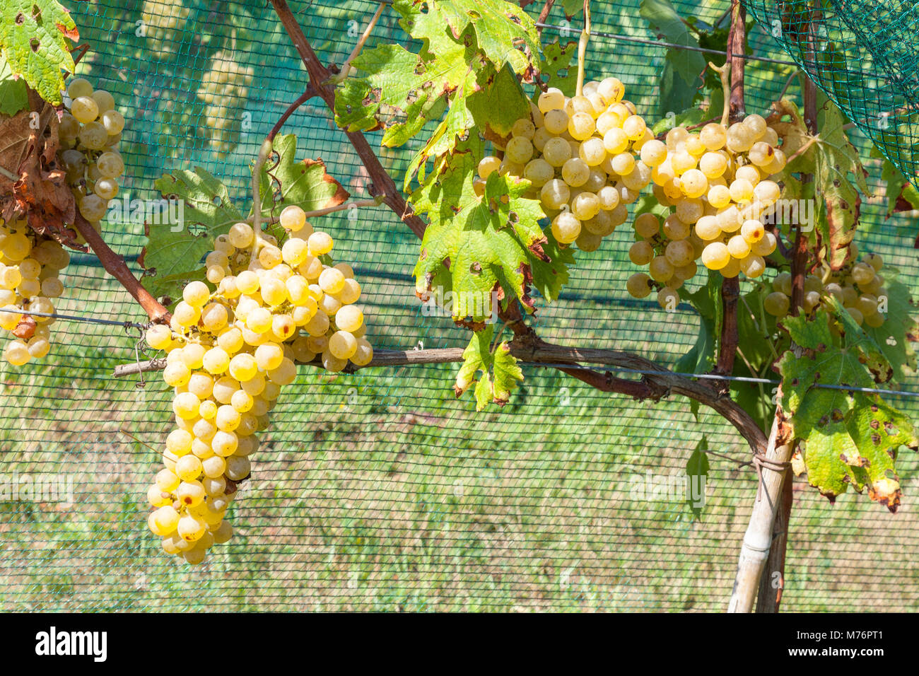 Bunch of dorona grapes on vine hi-res stock photography and images - Alamy