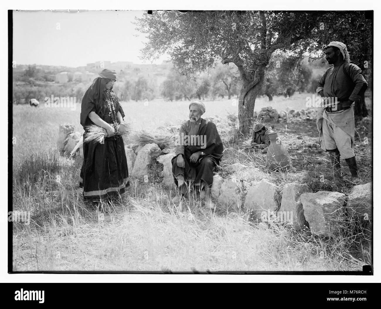 A photograph from the Ruth series showing scenes of harvesting in Beit ...