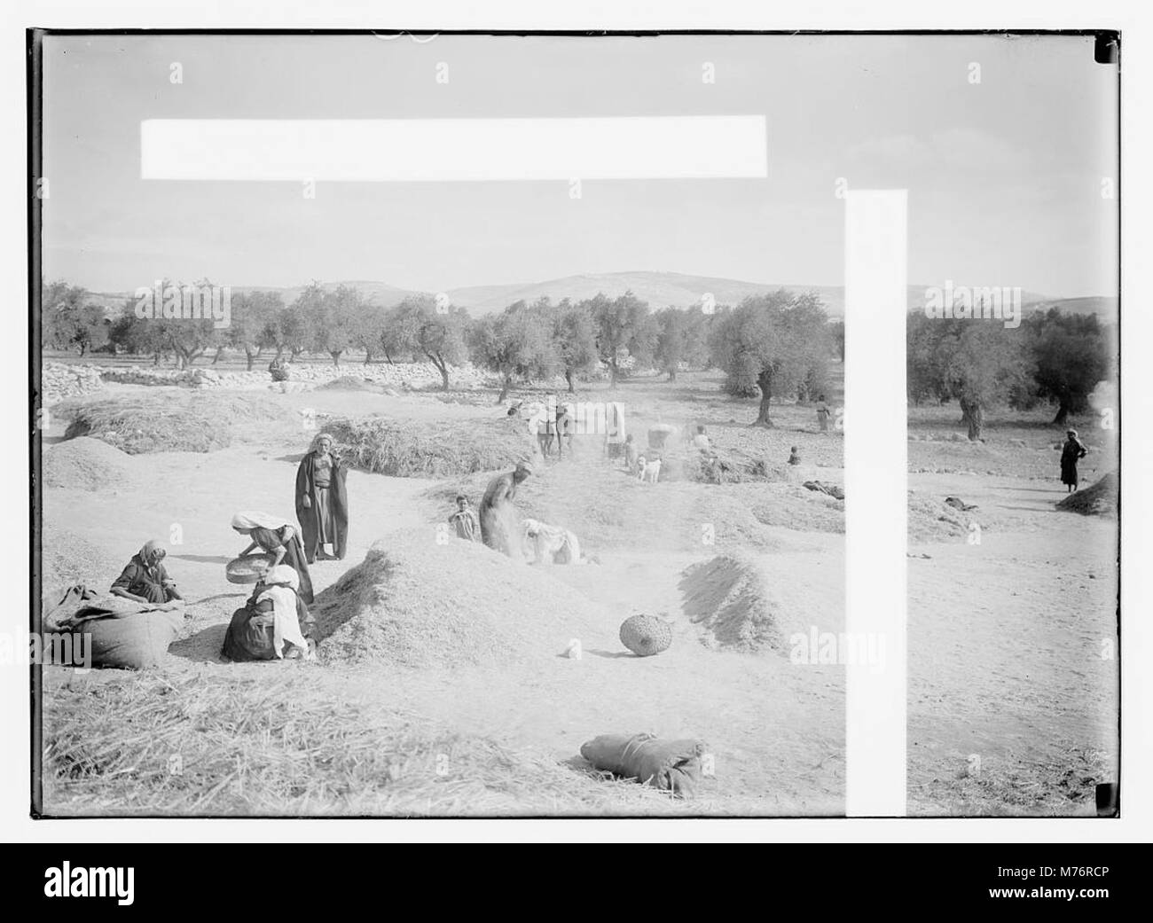 The threshing floor and winnowing process depicted in the Ruth series ...