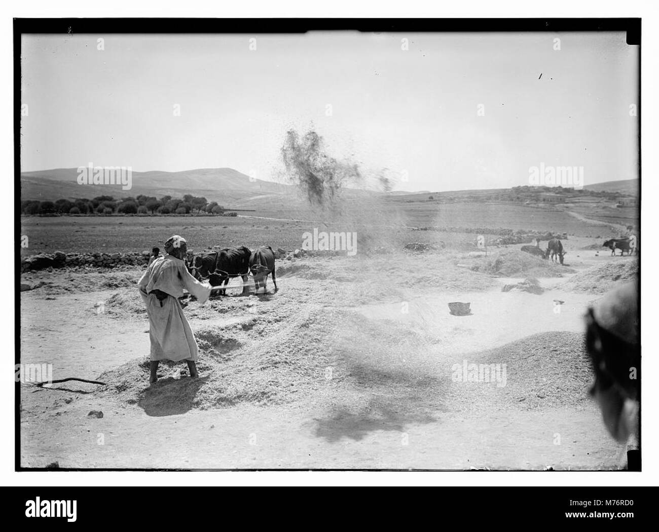 This photograph from the Ruth series shows a threshing floor, where ...