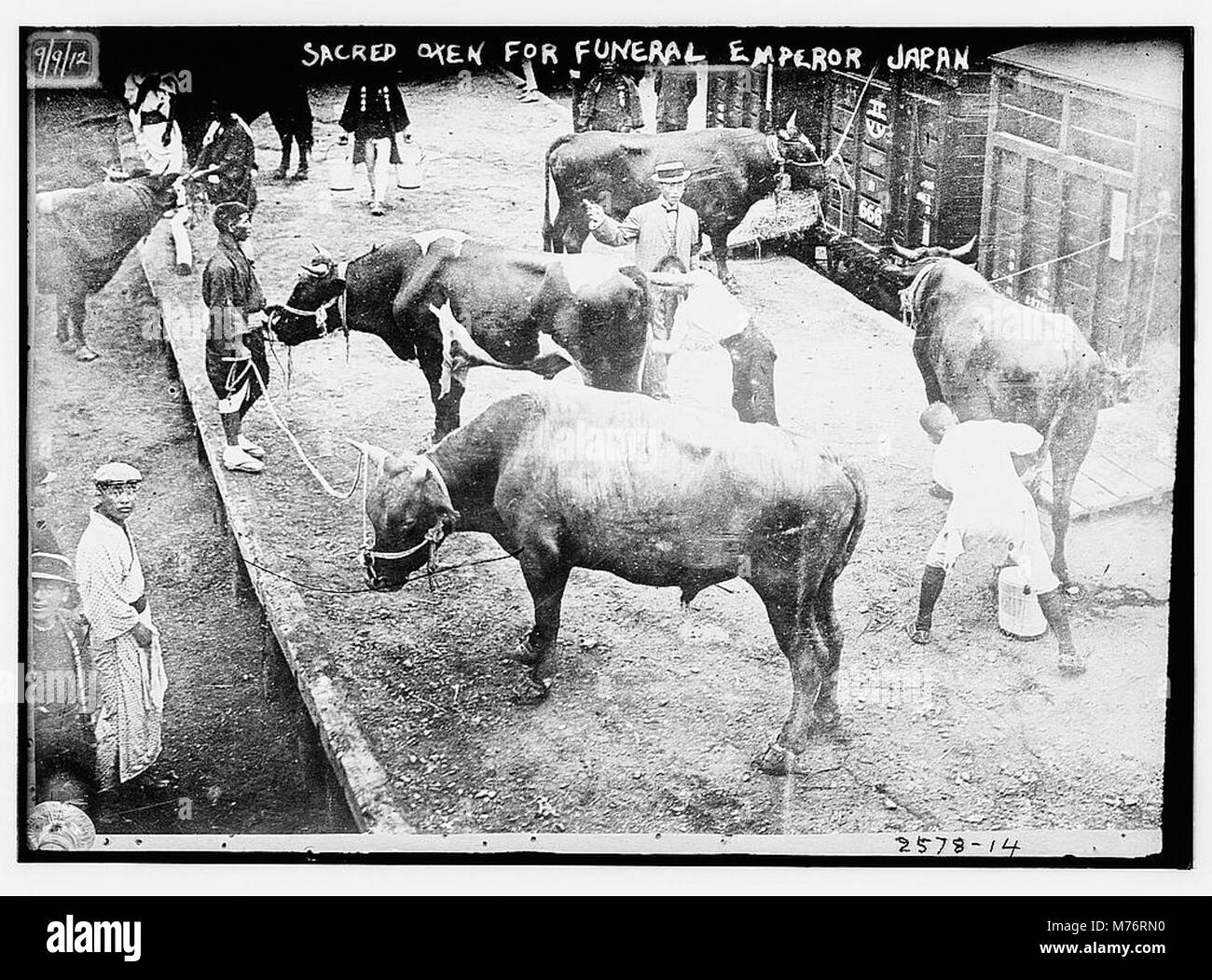 The sacred oxen used in a Japanese imperial funeral, shown in this ...