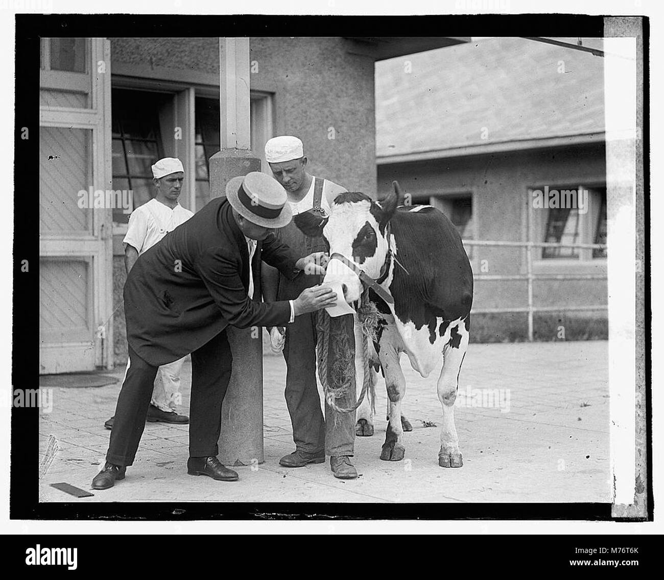 Nose prints hi-res stock photography and images - Alamy
