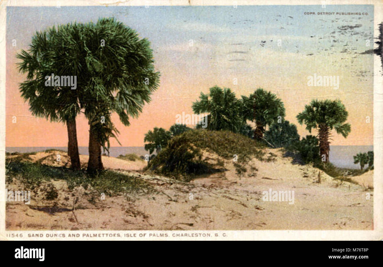 Sand Dunes and Palmettoes, isle of palms (NBY 6469 Stock Photo - Alamy