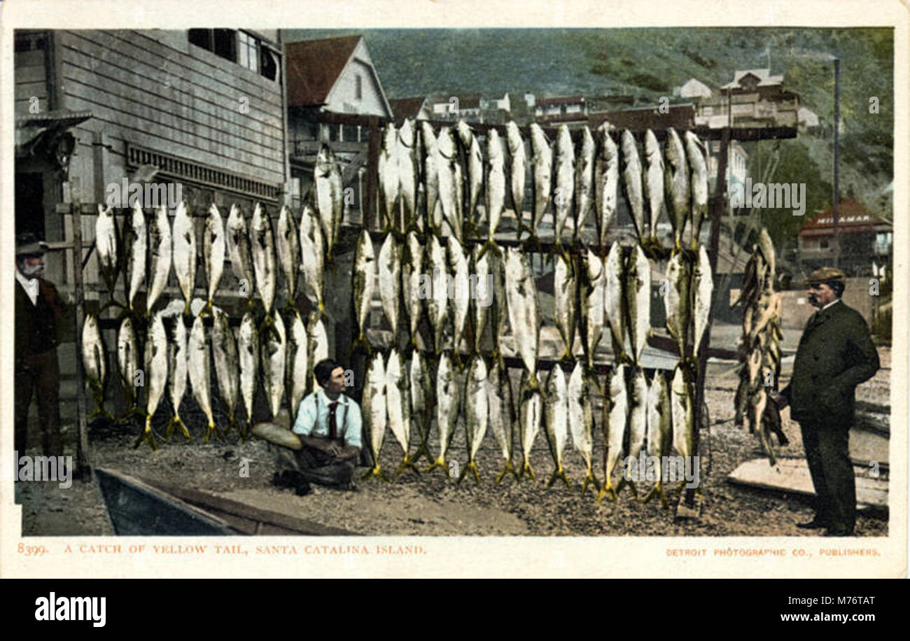 The image depicts a successful fishing catch of yellowtail on Santa ...