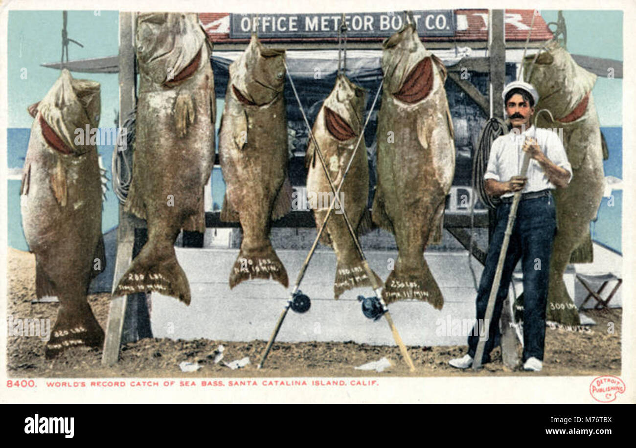 This image captures the world's record catch of sea bass off Santa ...