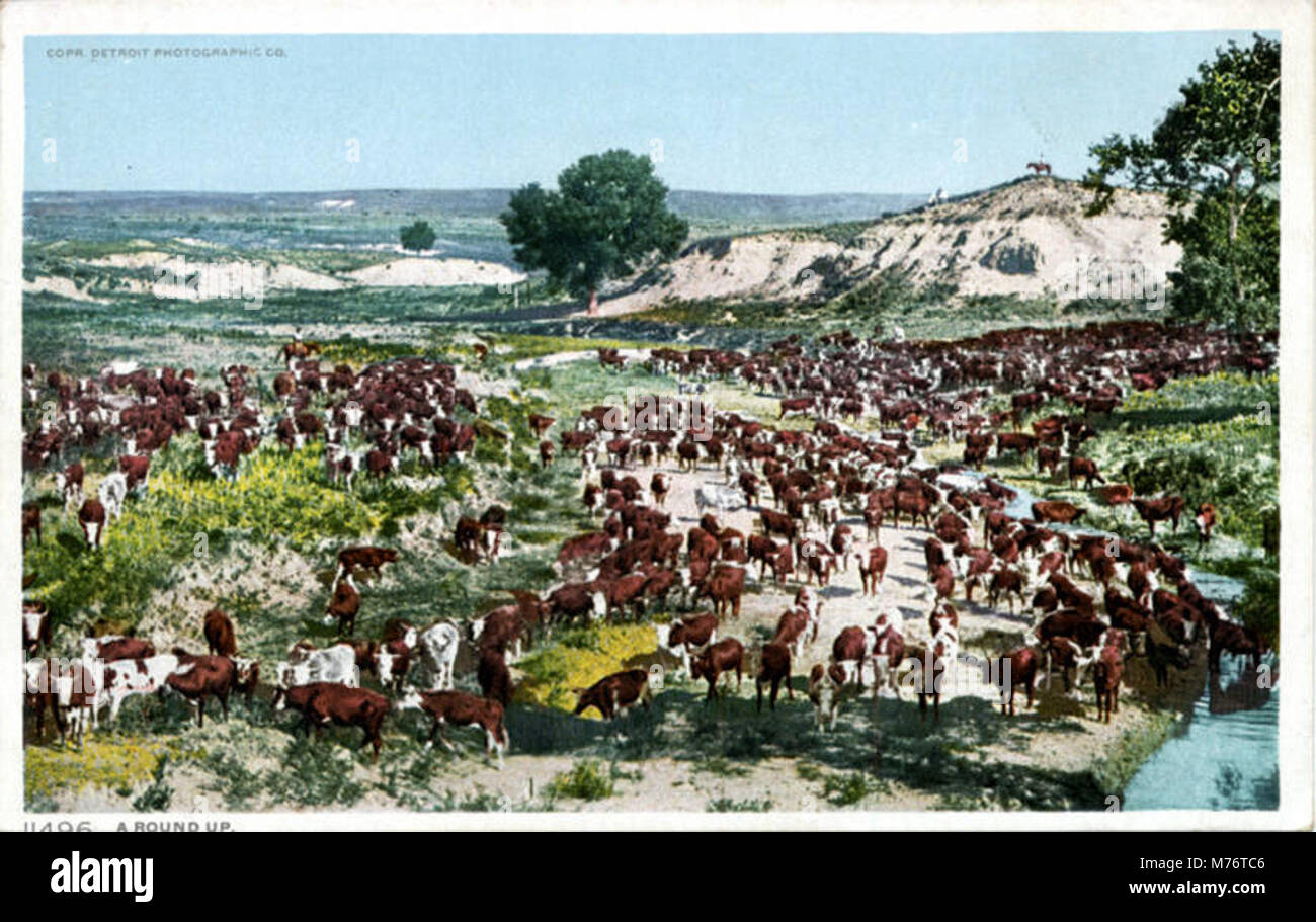 This image captures a scene of a roundup, depicting a group of ...