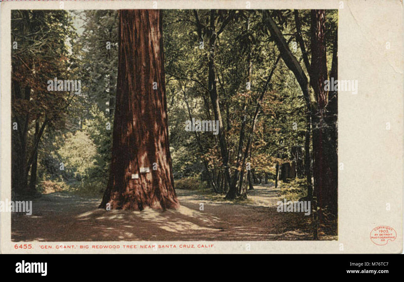 Santa Cruz CA - 'Gen. Grant,' Big Redwood Tree (NBY 432484 Stock Photo ...