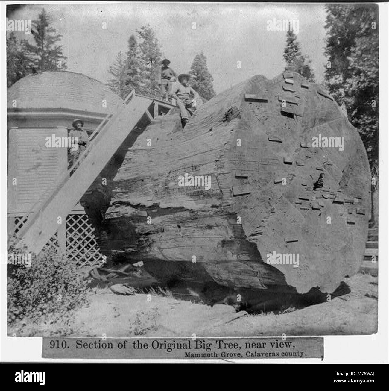 A close-up view of the original Big Tree in Mammoth Grove, Calaveras ...