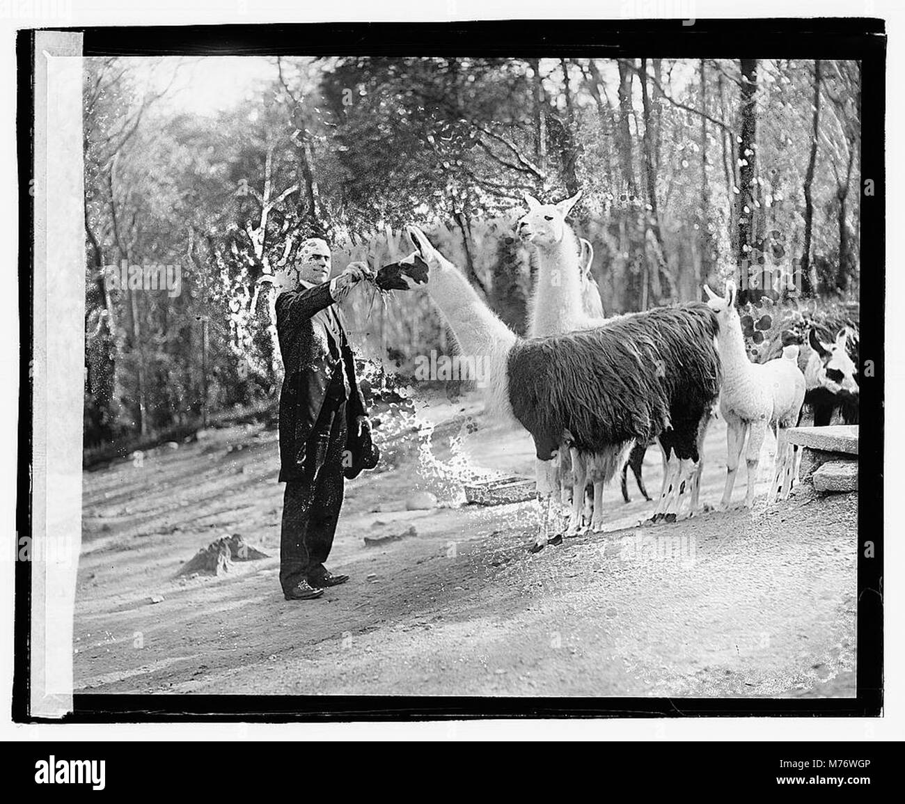 A formal portrait of Senator Reed Smoot, a prominent American ...