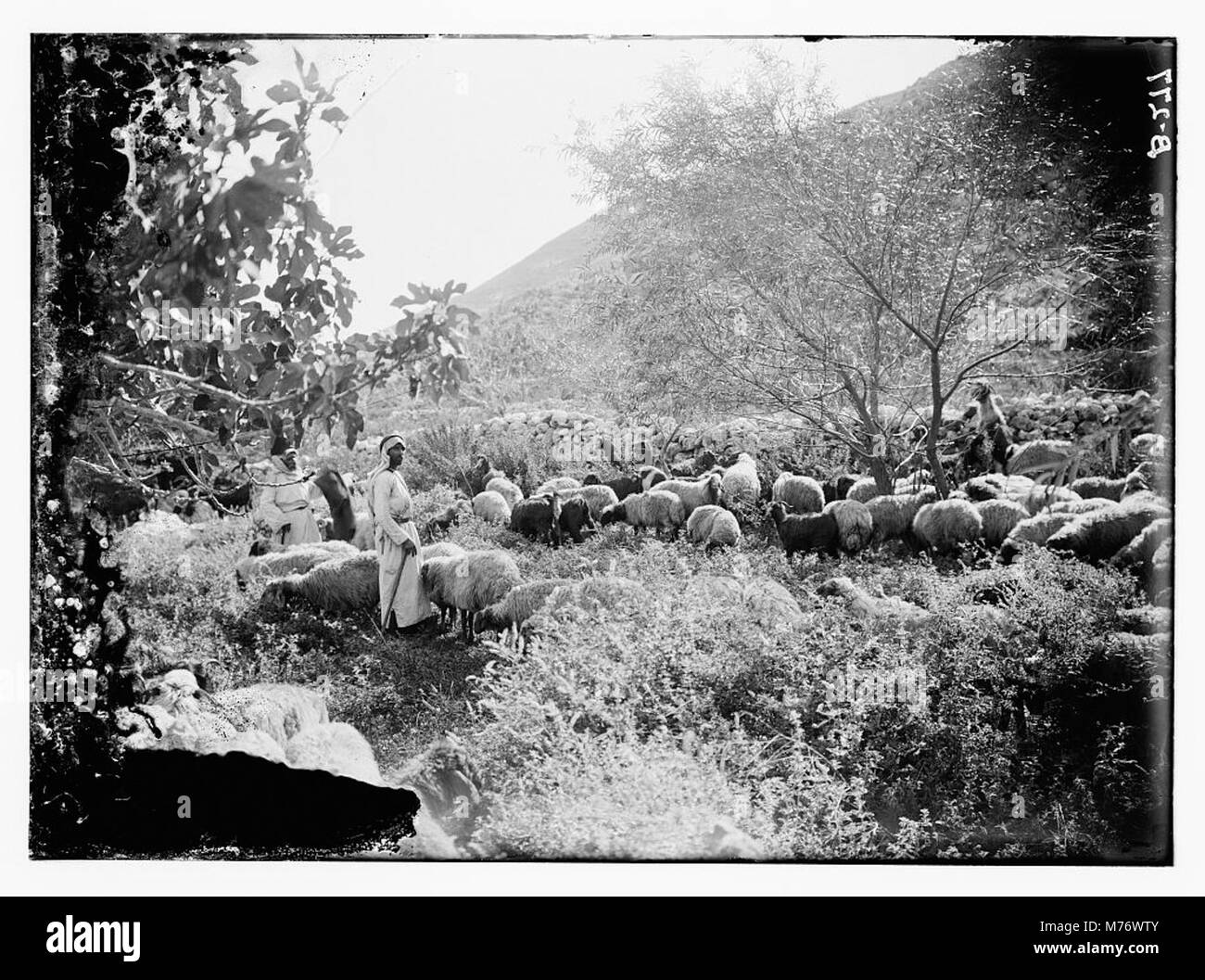 A set of thirteen slides depicting scenes of shepherd life ...