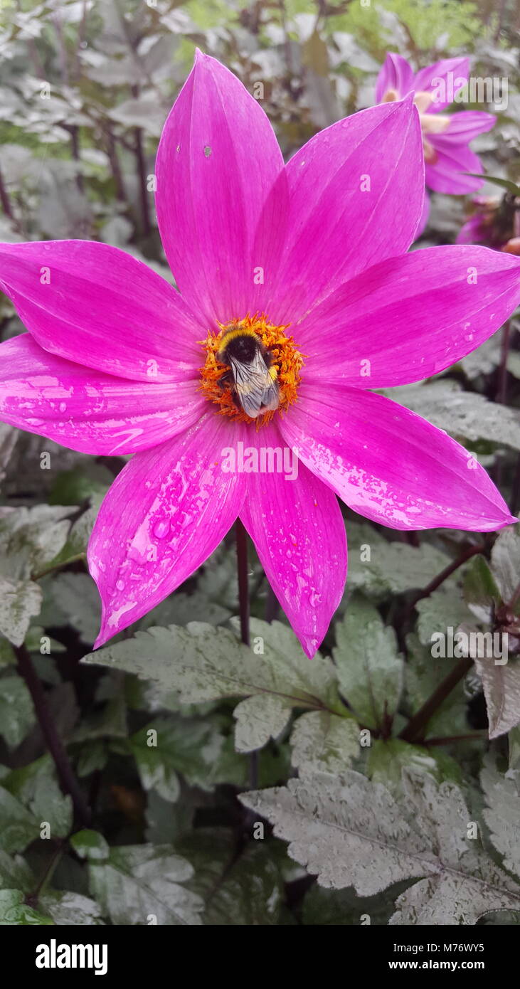 Bumble Bee at Work Stock Photo - Alamy