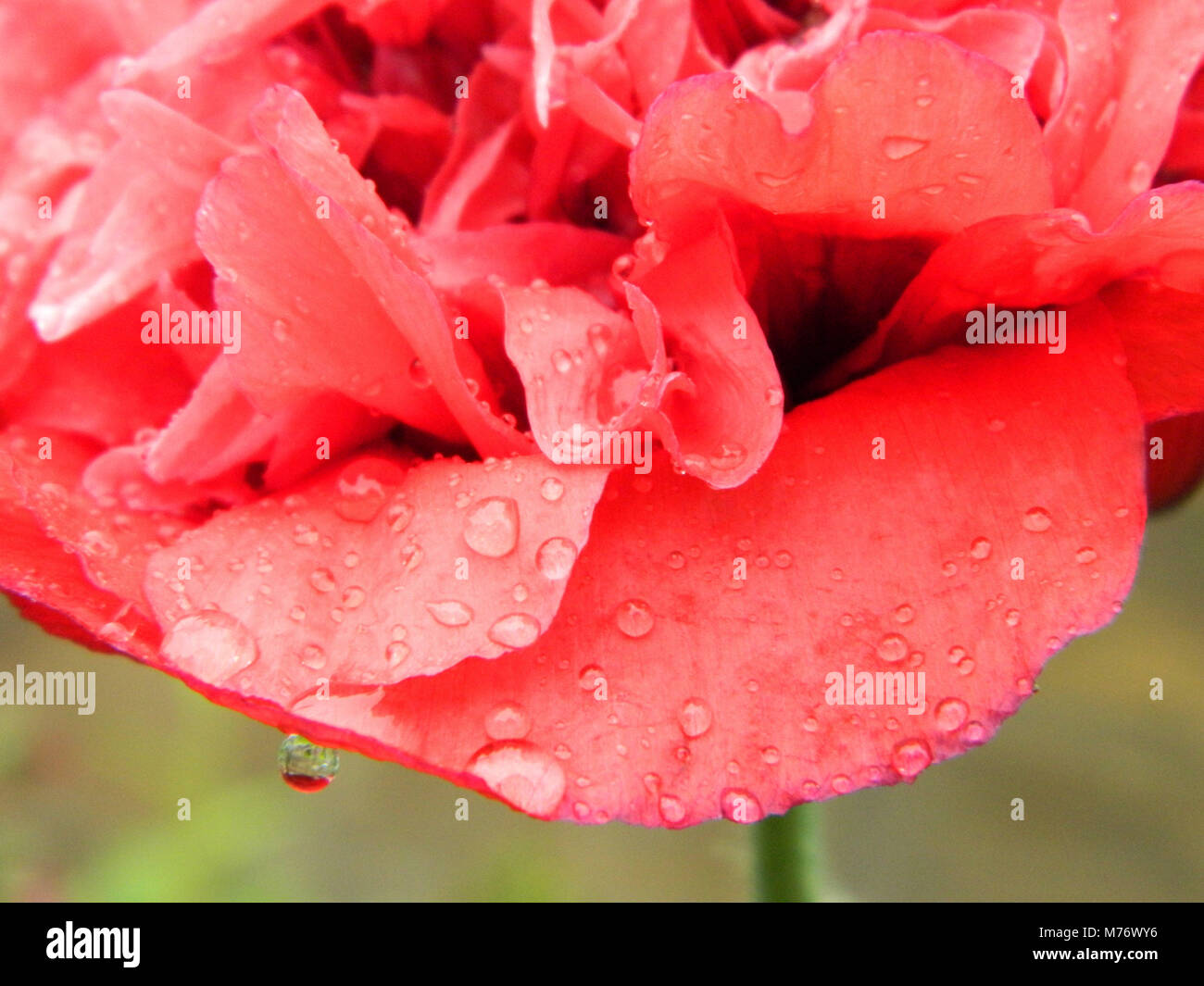 Giant poppy seed head hi-res stock photography and images - Alamy