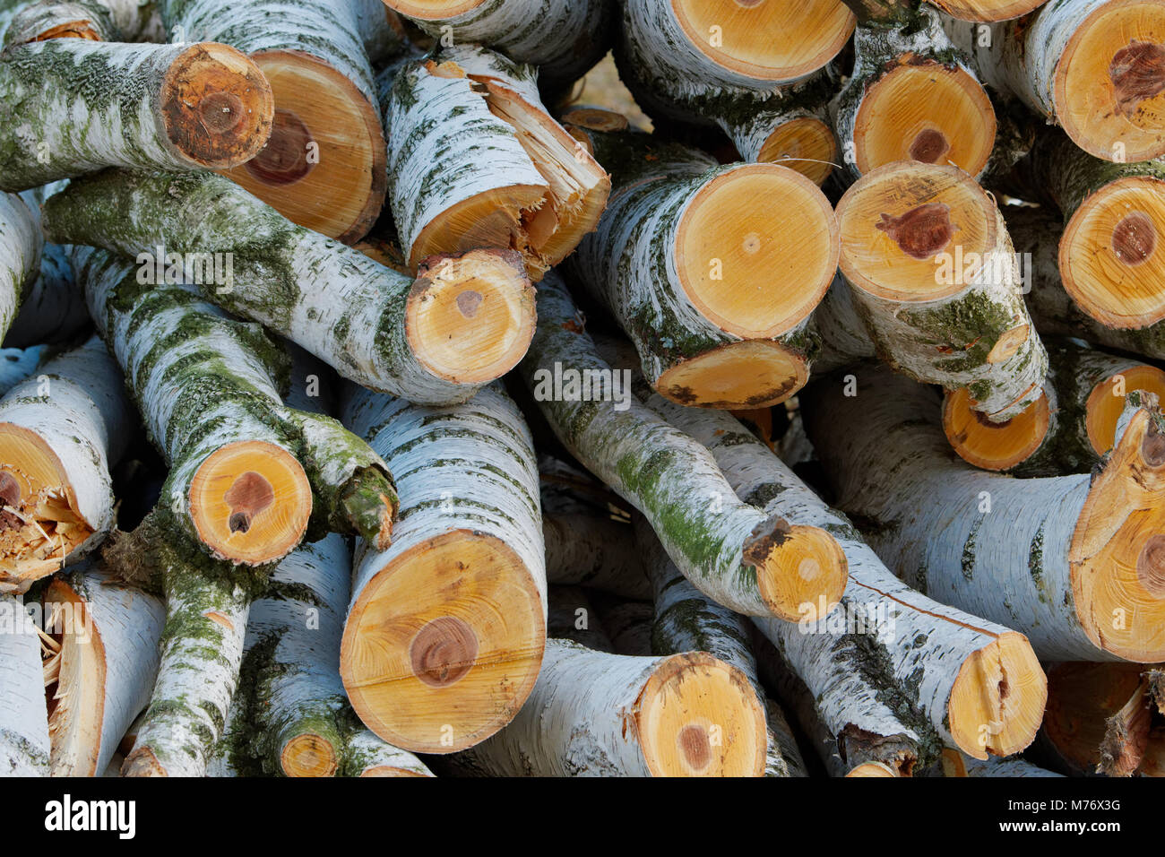 A shoot of stack of birch logs, prepared for firewood Stock Photo - Alamy