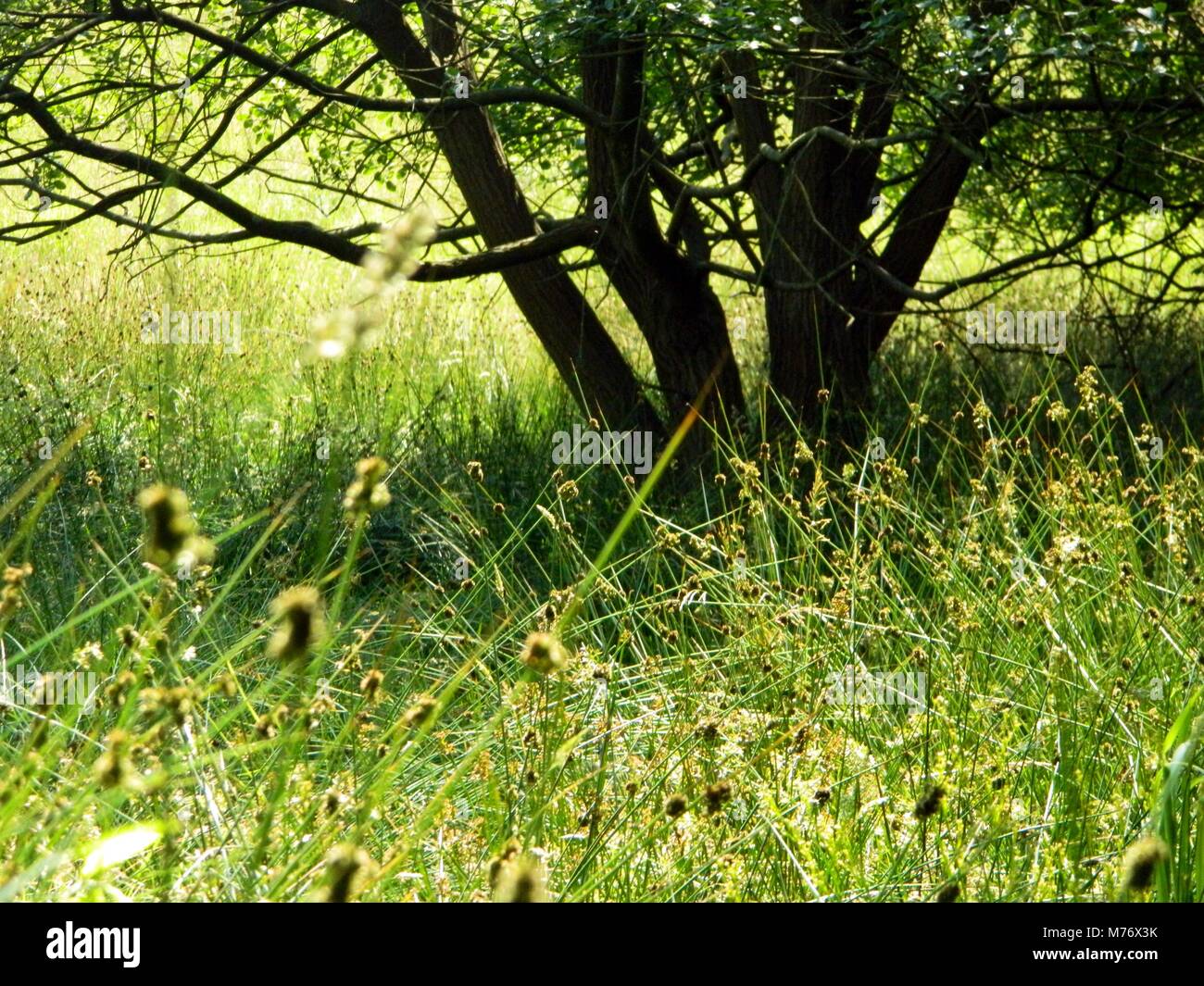 Shady meadow hi-res stock photography and images - Alamy