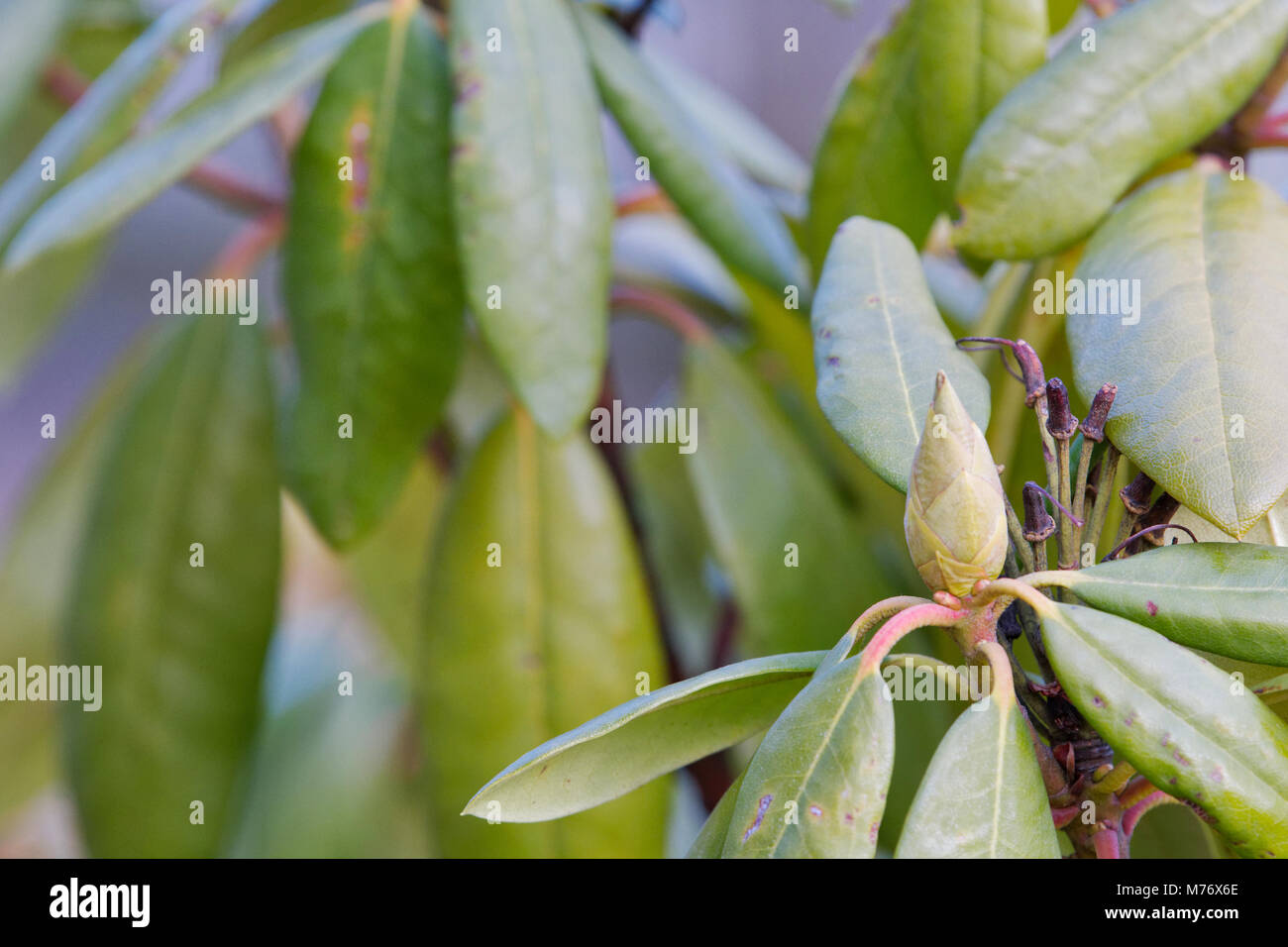 Azalea, rhododendron with the bud. Early spring season Stock Photo - Alamy