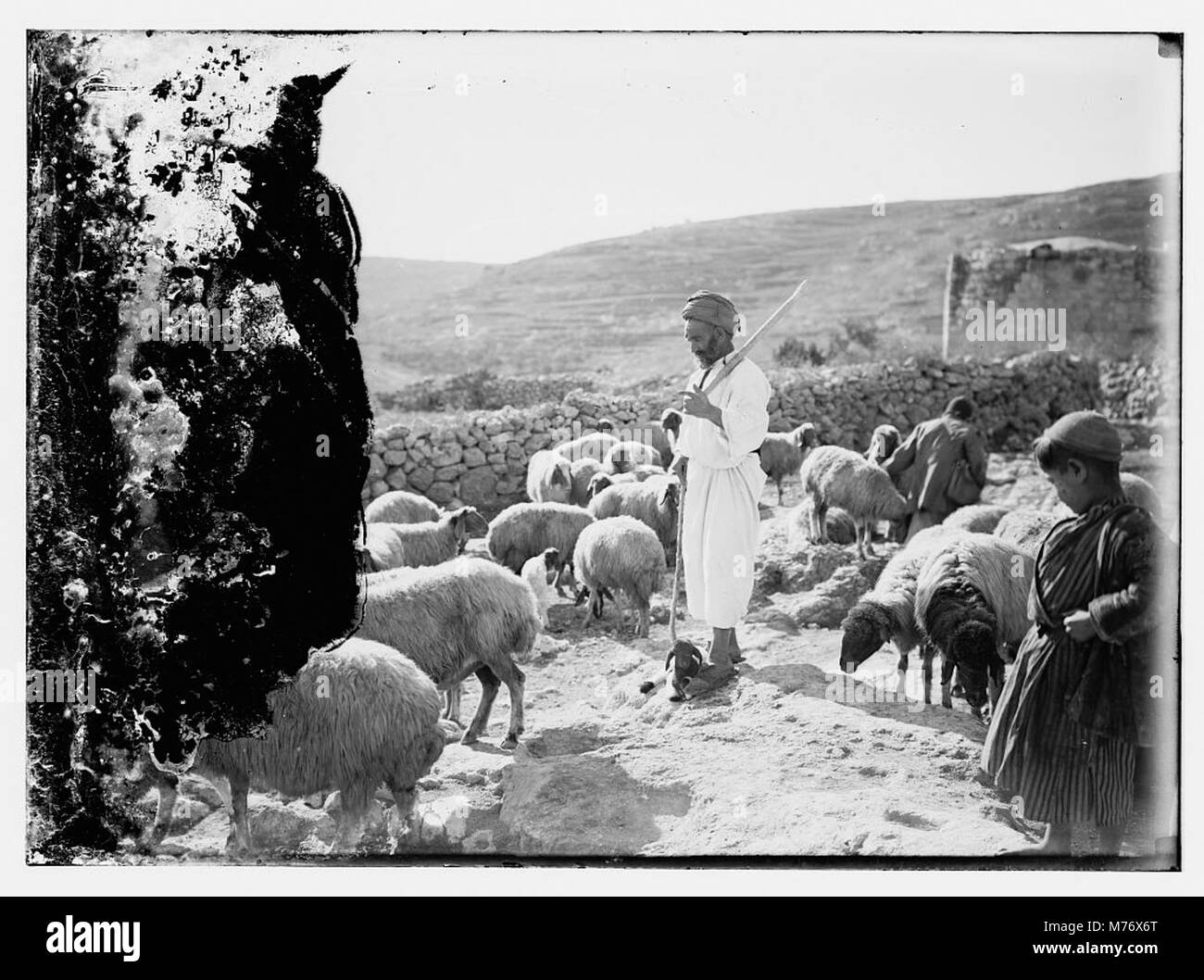 A photograph featuring a flock of sheep grazing in a pastoral landscape ...