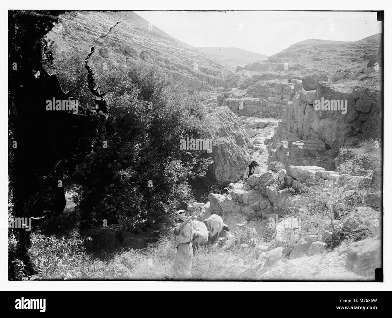 A photograph of sheep, capturing the animals in a natural setting ...