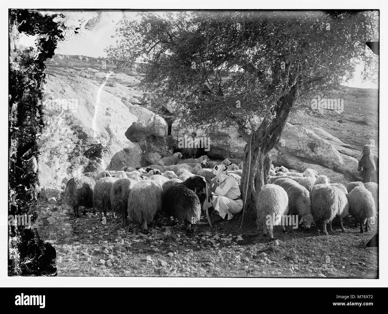 A photograph depicting a group of sheep, likely in a rural or pastoral ...