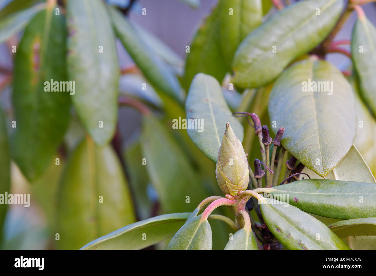 Azalea, rhododendron with the bud. Early spring season Stock Photo - Alamy