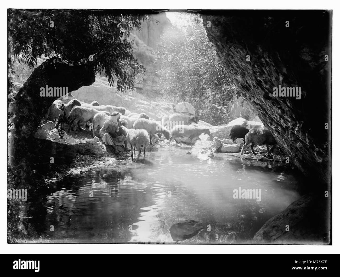 Sheep LOC matpc.10012 Stock Photo - Alamy