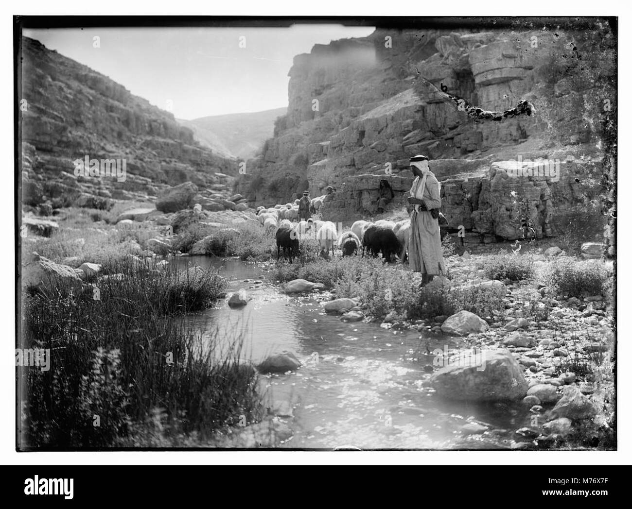 Sheep LOC matpc.10013 Stock Photo - Alamy