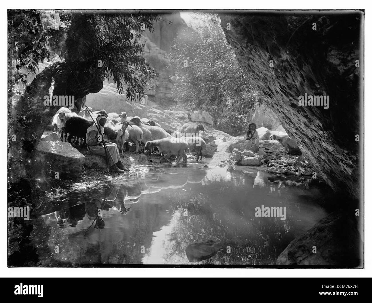 A photograph of a flock of sheep, showcasing the pastoral life and ...